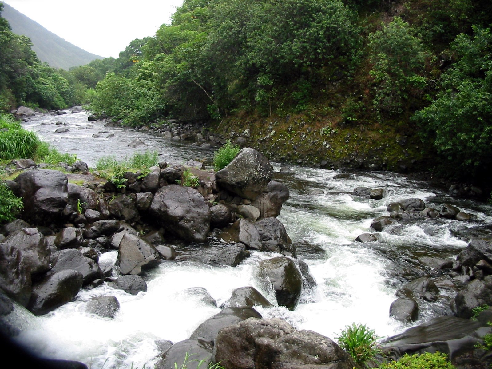 Targeted ecosystem restoration can protect climate, biodiversity - The ...