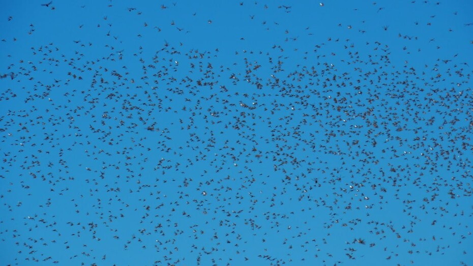 Locust swarms ravaging East Africa are the size of cities - The Climate ...