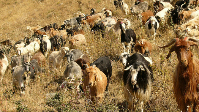 Goat herd as ecosystem reclamation tool – profile in land and ...