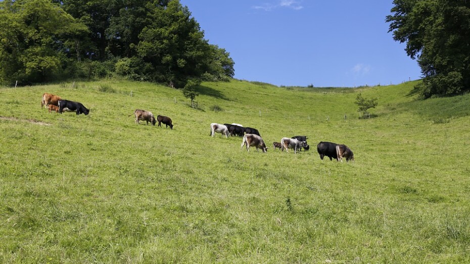 Let’s harness the proven benefits of regenerative agriculture for a ...